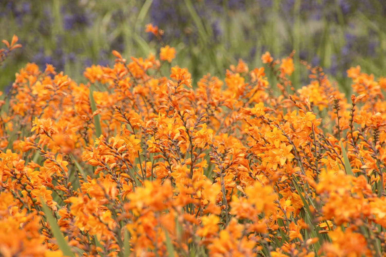 Columbus Montbretia, Crocosmia 'Columbus', Monrovia Plant