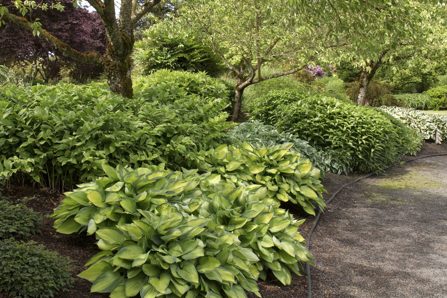Gold Standard Hosta, Hosta fortunei 'Gold Standard', Monrovia Plant