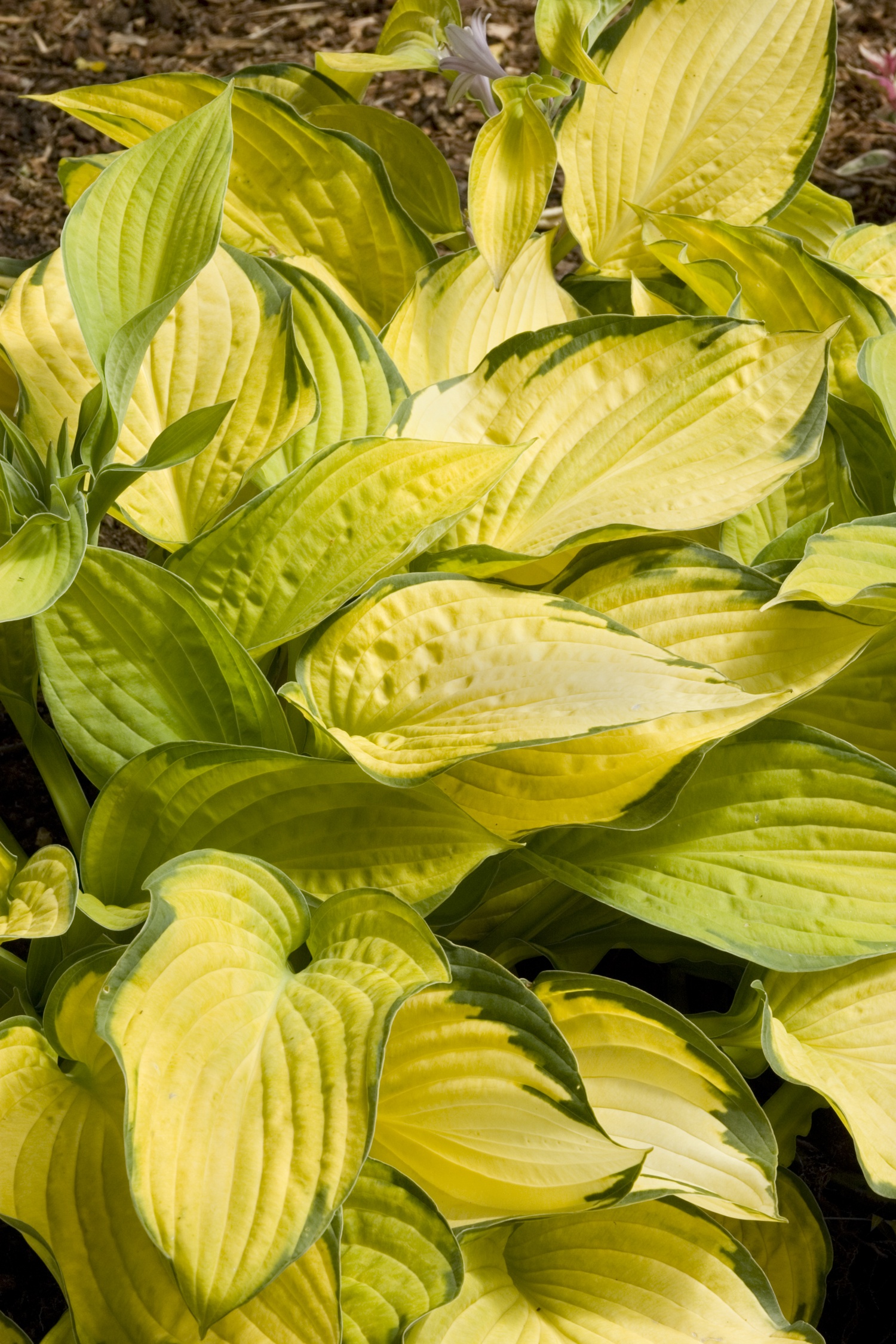 Gold Standard Hosta, Hosta fortunei 'Gold Standard', Monrovia Plant