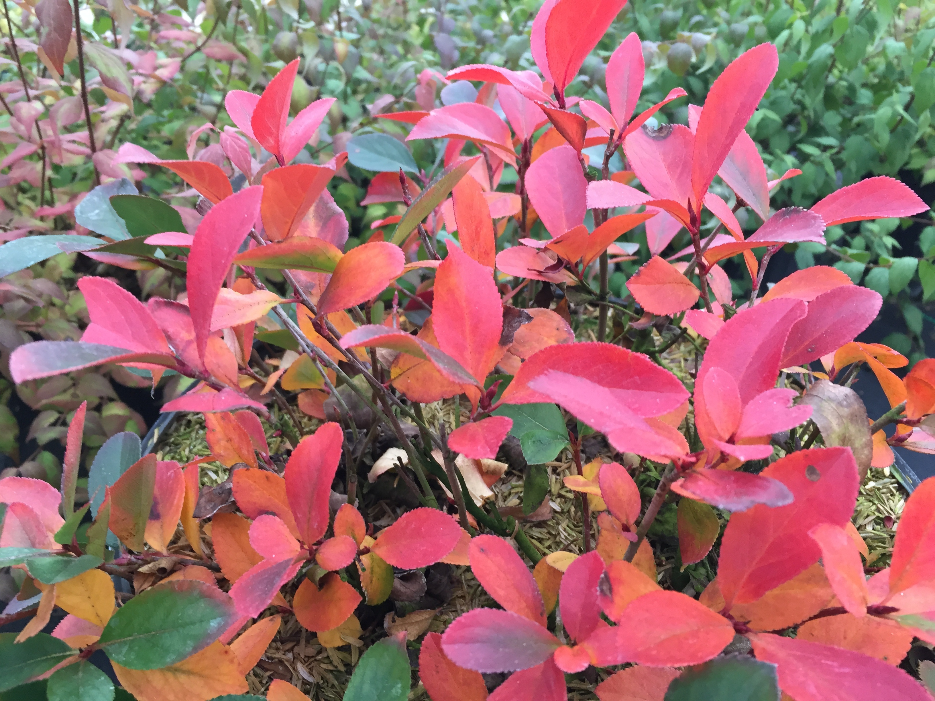 Low Scape Mound® Chokeberry, Monrovia Plant