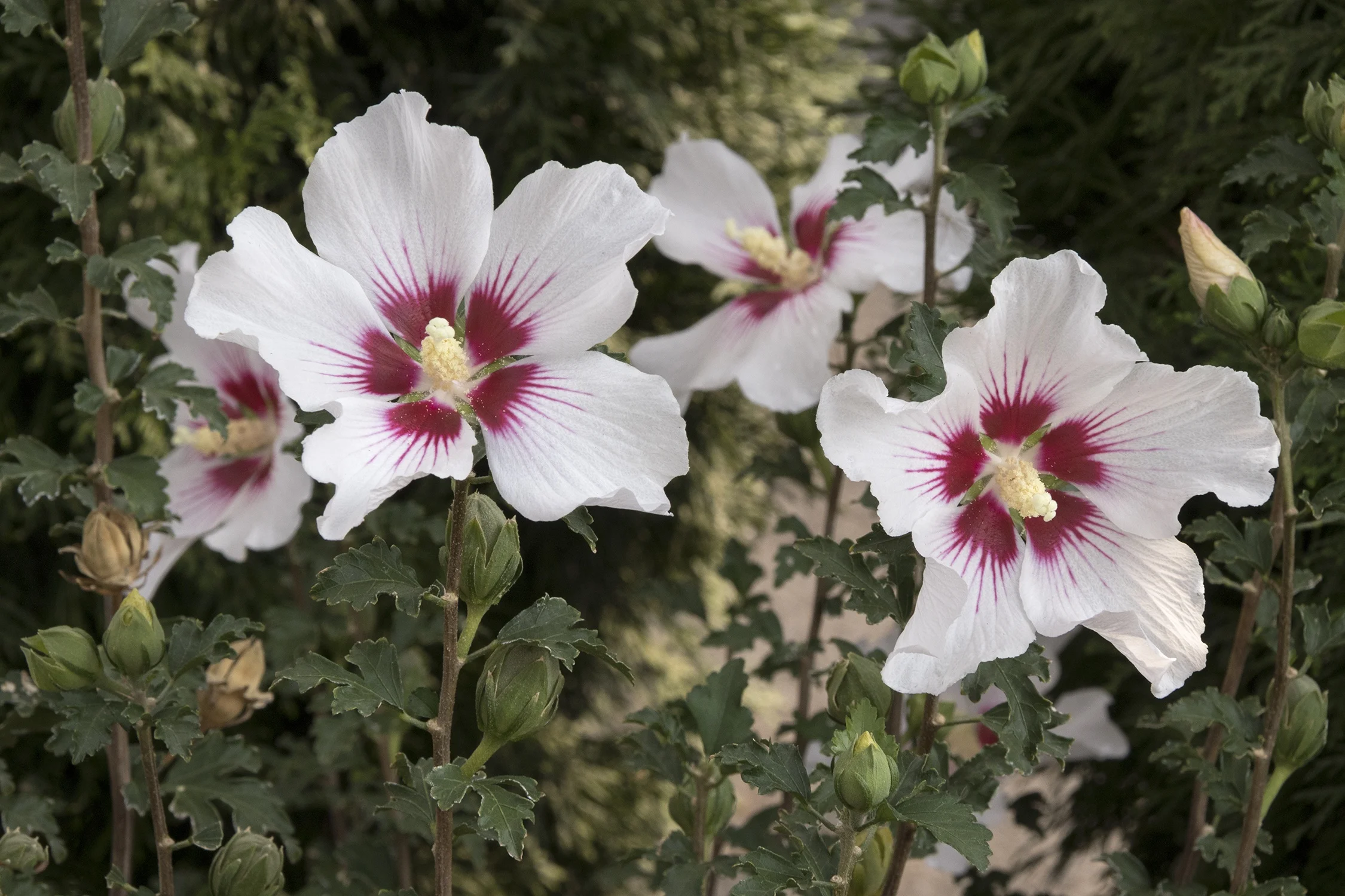 Chateau® de Chantilly Rose of Sharon, Monrovia Plant