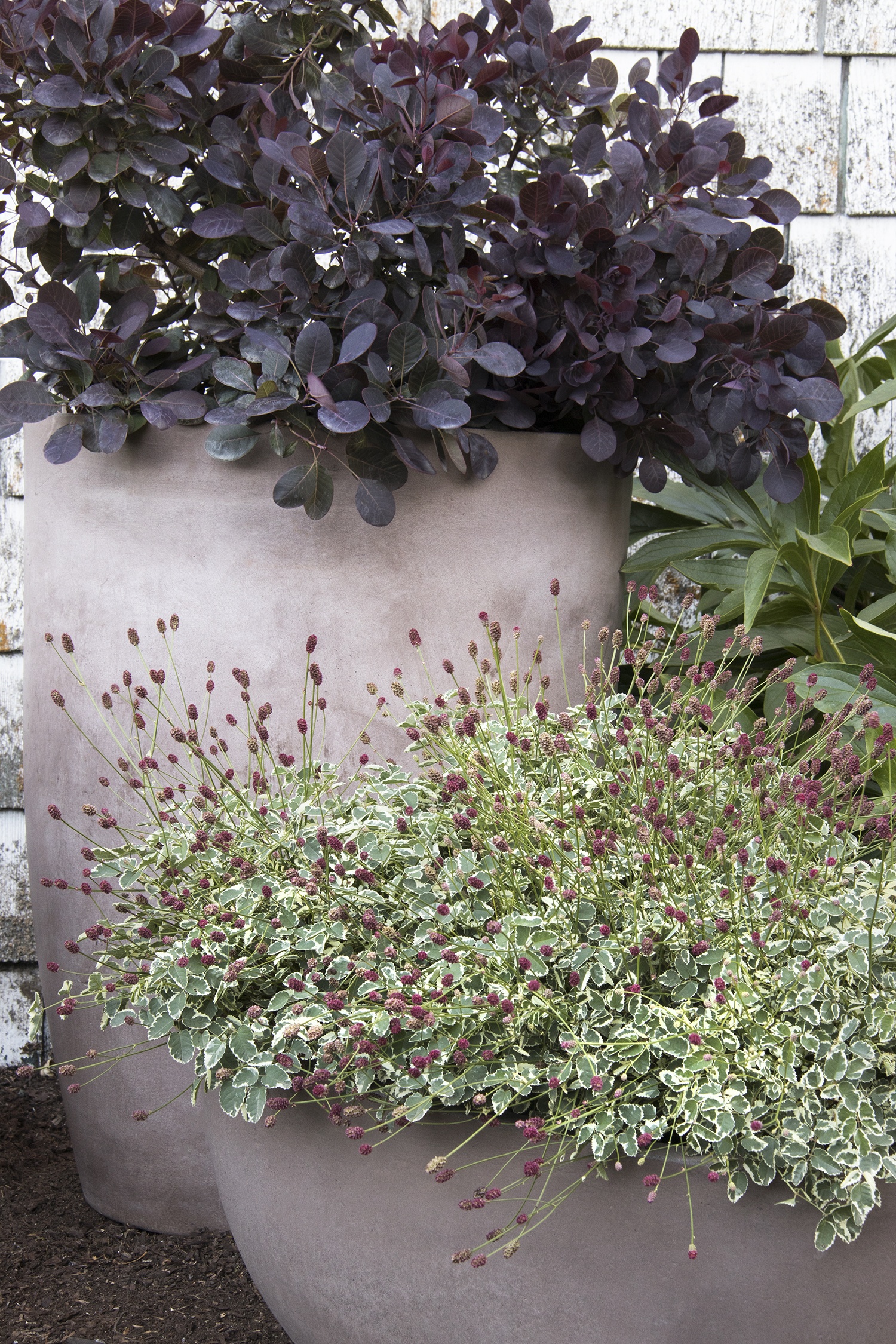Little Angel Dwarf Burnet, Monrovia Plant