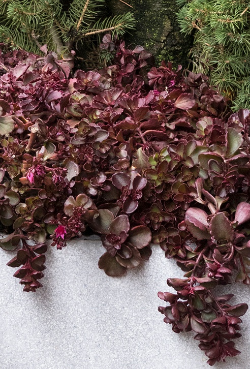 Voodoo Stonecrop, Sedum spurium 'Voodoo', Monrovia Plant