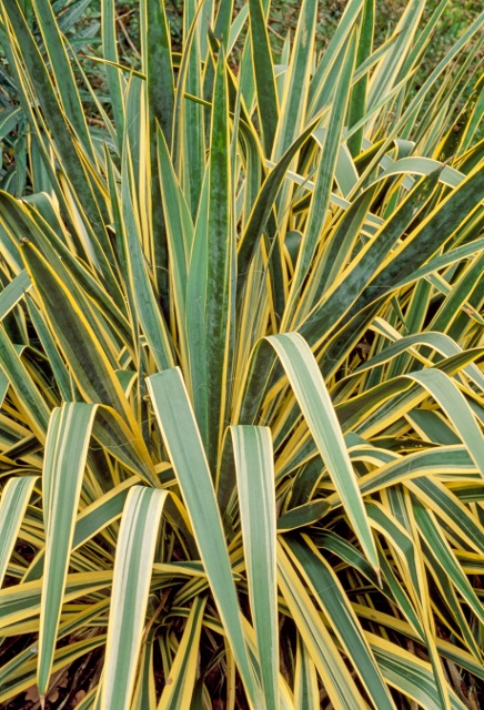 Bright Edge Yucca, Yucca filamentosa 'Bright Edge', Monrovia Plant