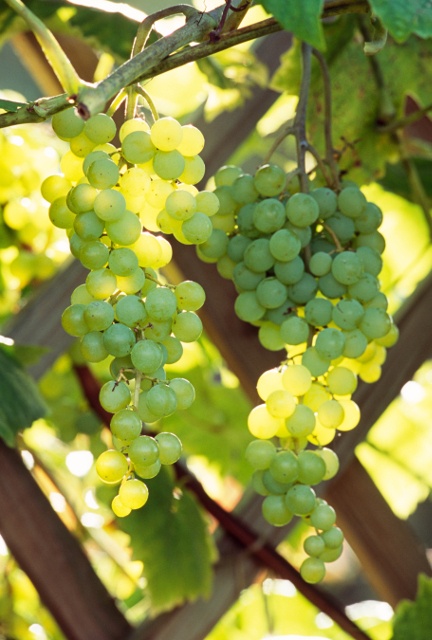 Himrod Grape, Vitis labrusca 'Himrod', Monrovia Plant