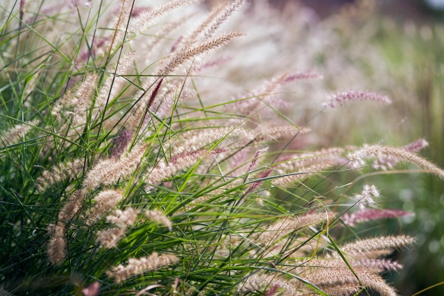 Karley Rose Fountain Grass, Pennisetum orientale 'Karley Rose'