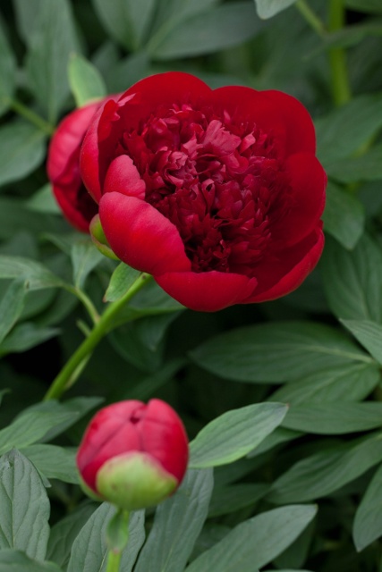 Red Charm Double Peony, Paeonia x 'Red Charm', Monrovia Plant