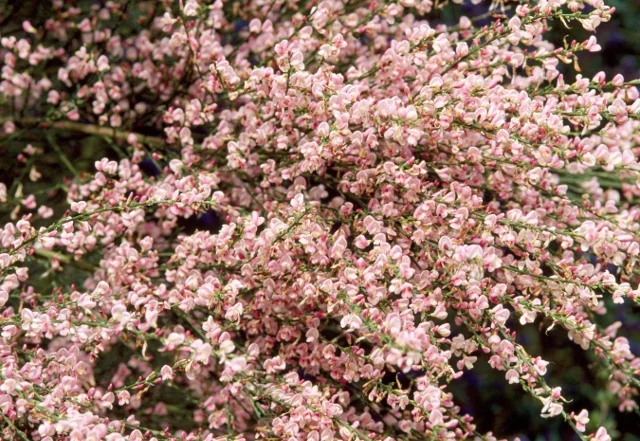 Minstead Scotch Broom, Cytisus x 'Minstead' (Dallimorei hybrid)
