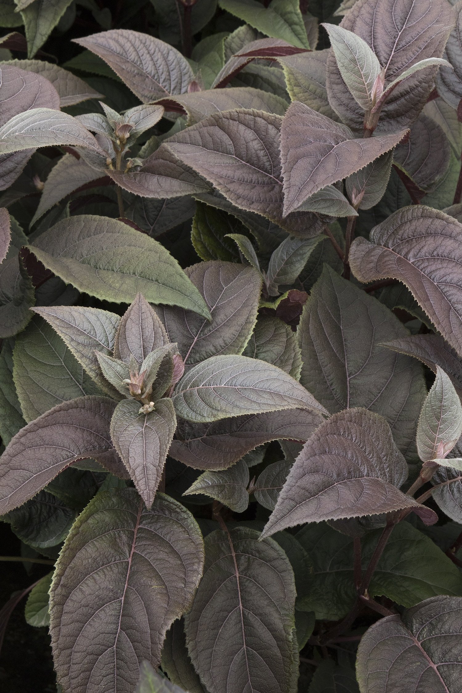 Plum Passion® Improved Hydrangea, Hydrangea aspera 'Monpulsel' PP #30,596