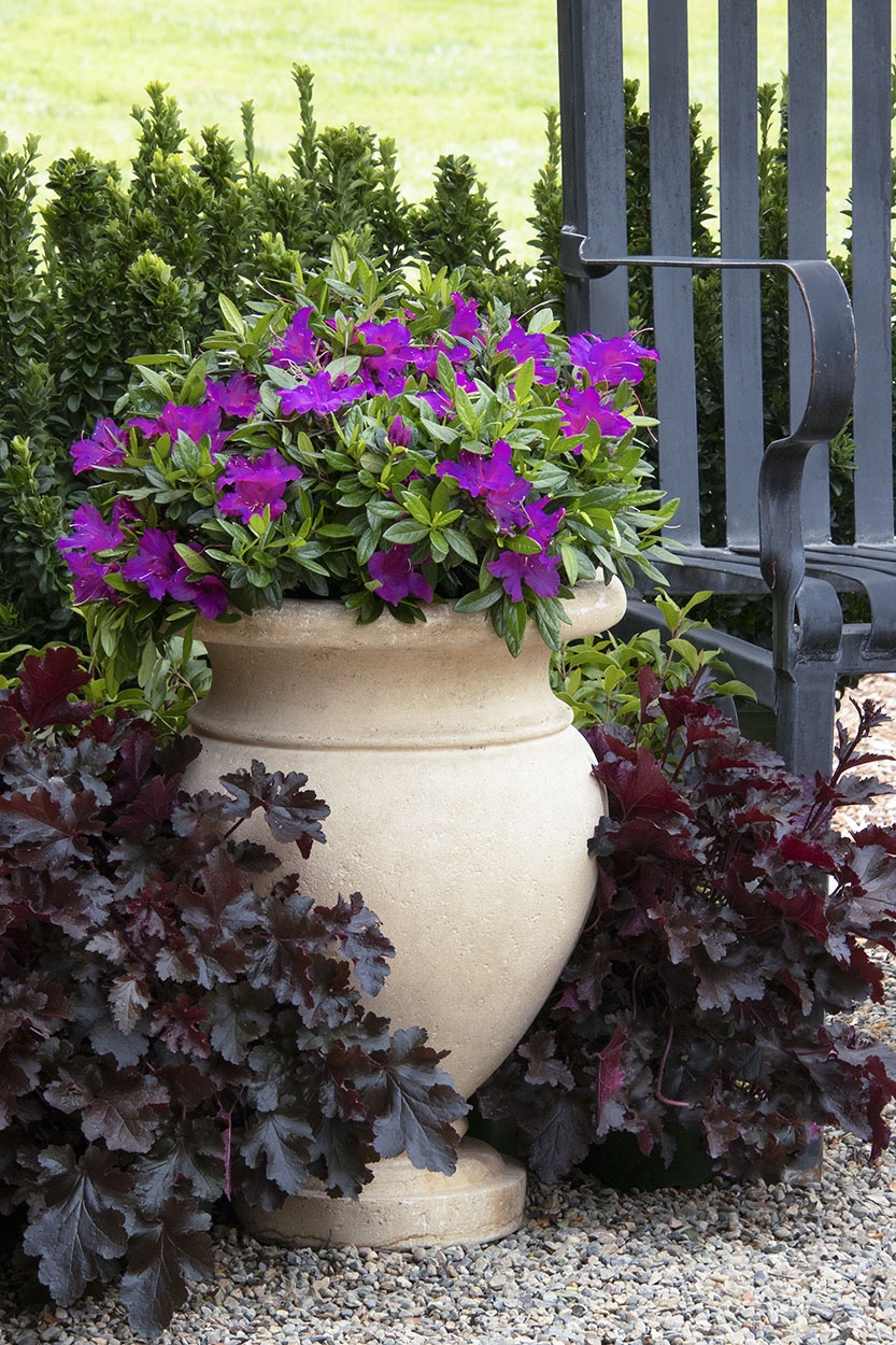 Double Shot® Grape Azalea, Rhododendron x 'RLH1-14P14' PP #24,751