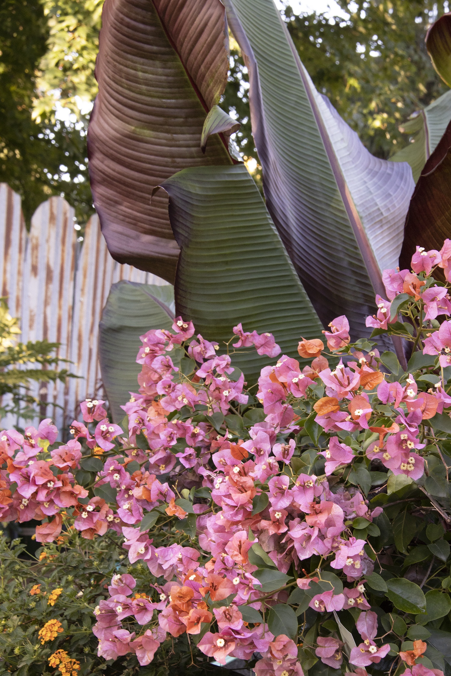 Rosenka Bougainvillea, Bougainvillea 'Rosenka', Monrovia Plant