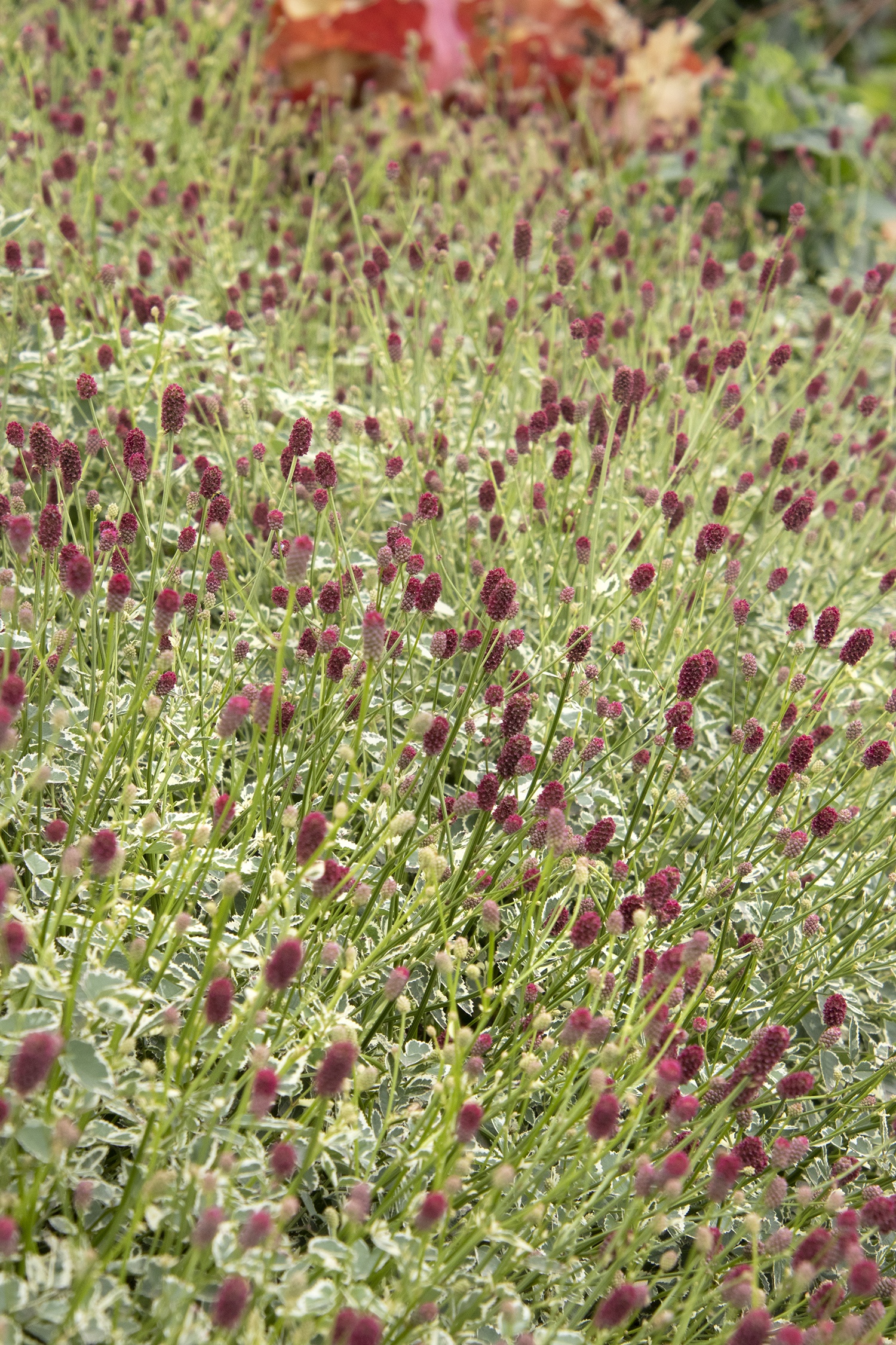 Little Angel Dwarf Burnet, Monrovia Plant