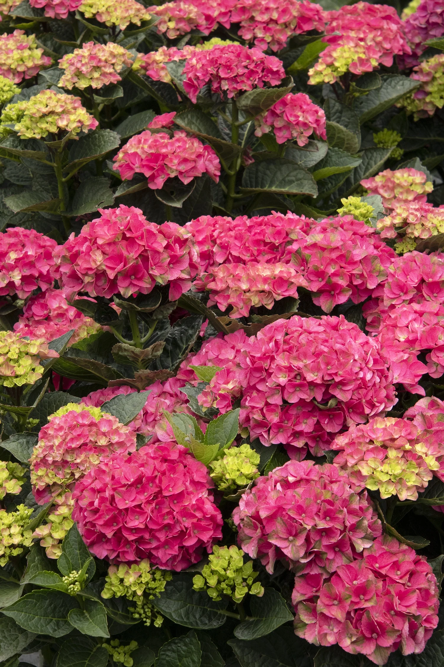 Seaside Serenade® Martha's Vineyard Hydrangea, Monrovia Plant