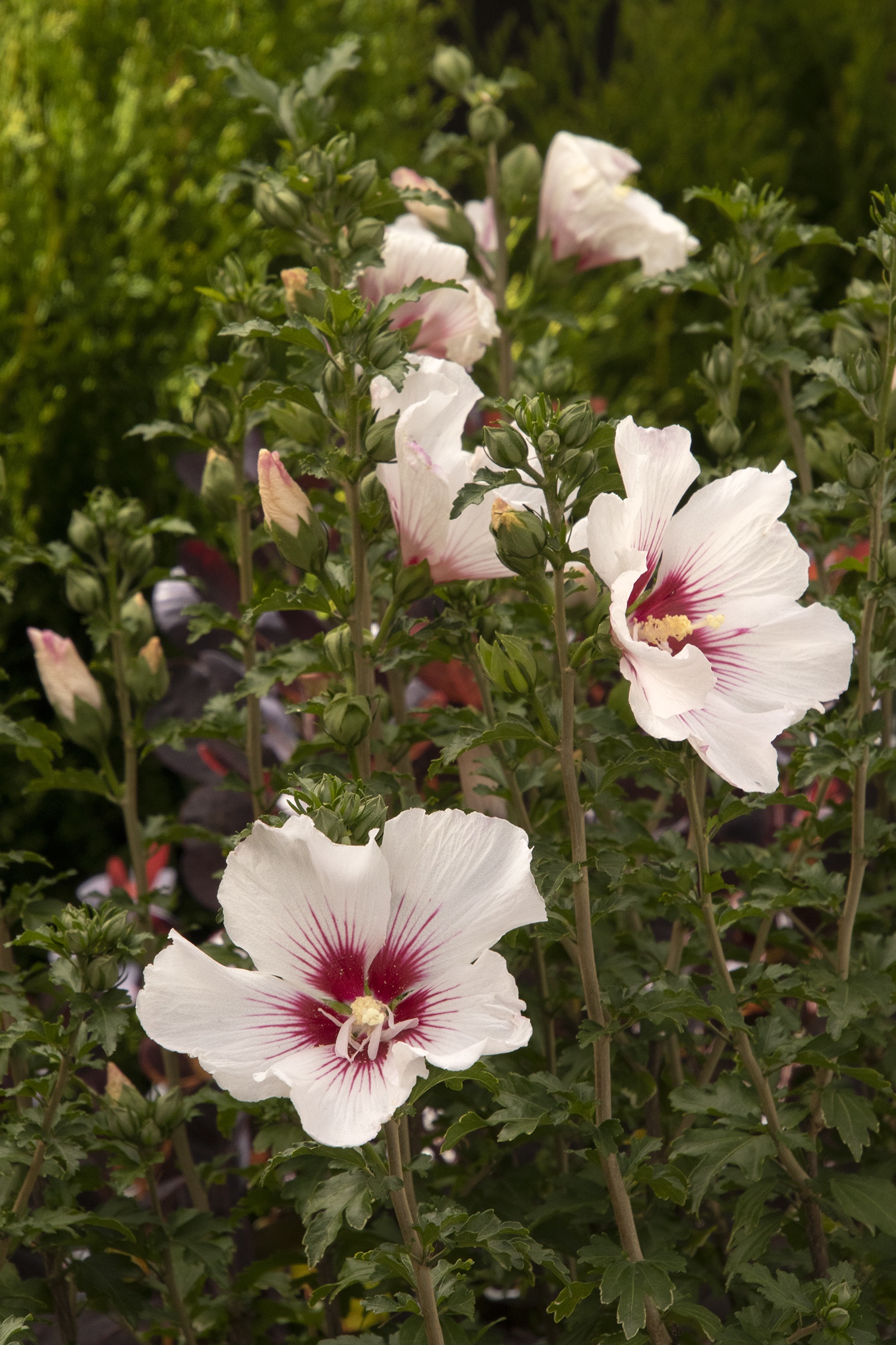 Chateau® de Chantilly Rose of Sharon, Monrovia Plant