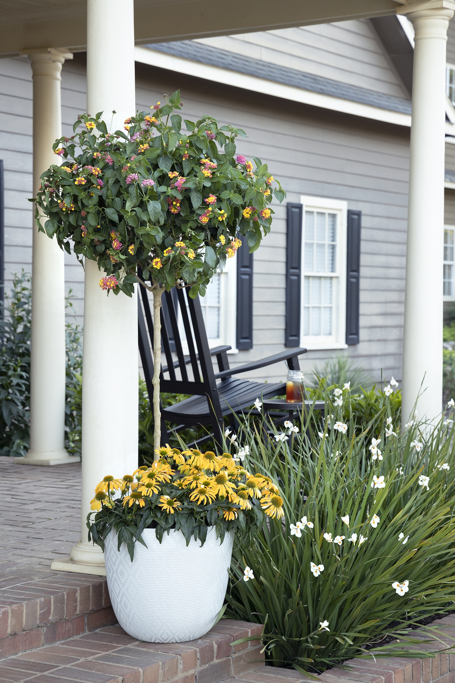 Evolution™ Yellow Falls Coneflower, Monrovia Plant