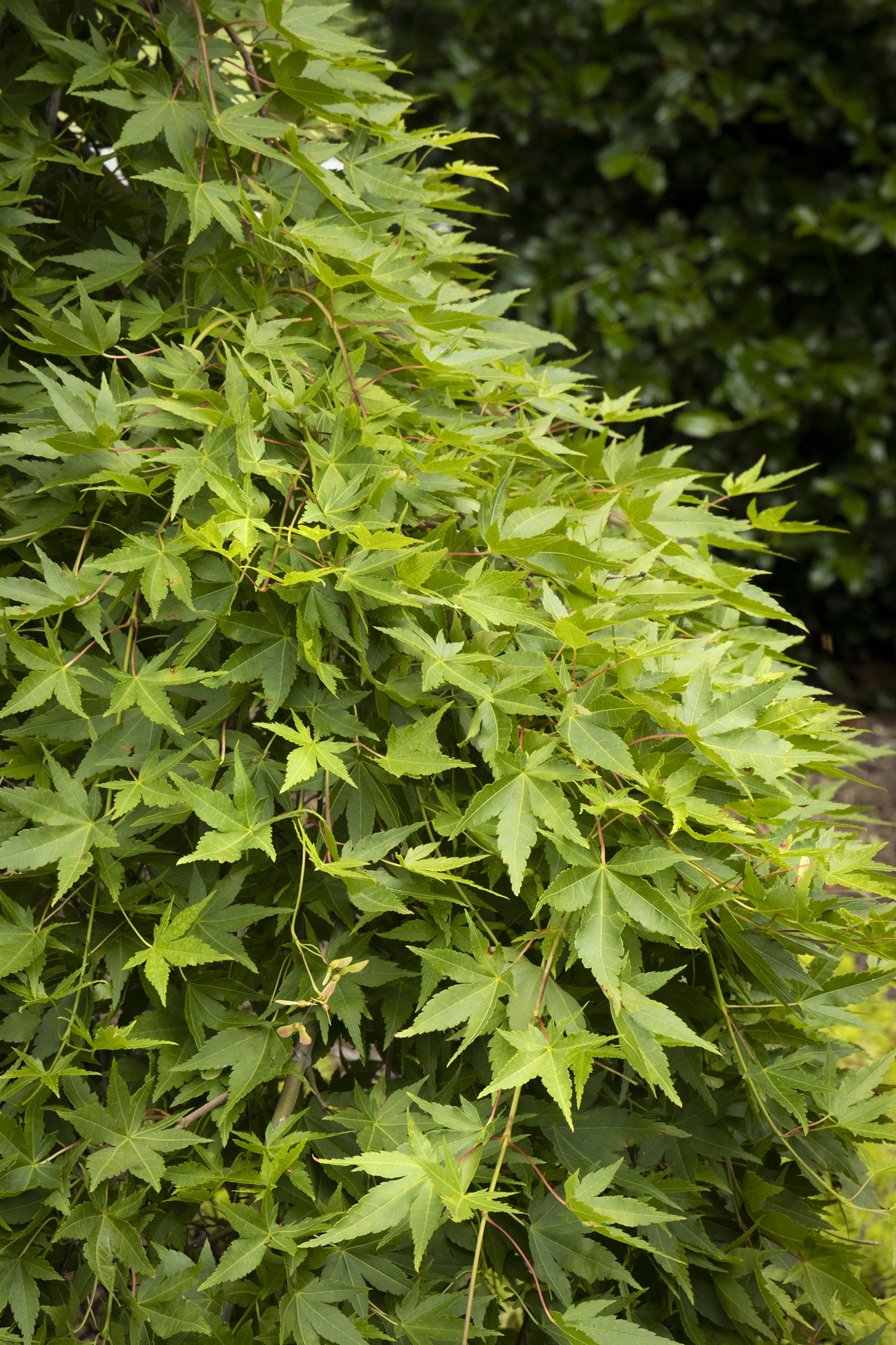 Ryusen Weeping Japanese Maple, Acer palmatum 'Ryusen' PP #18,501