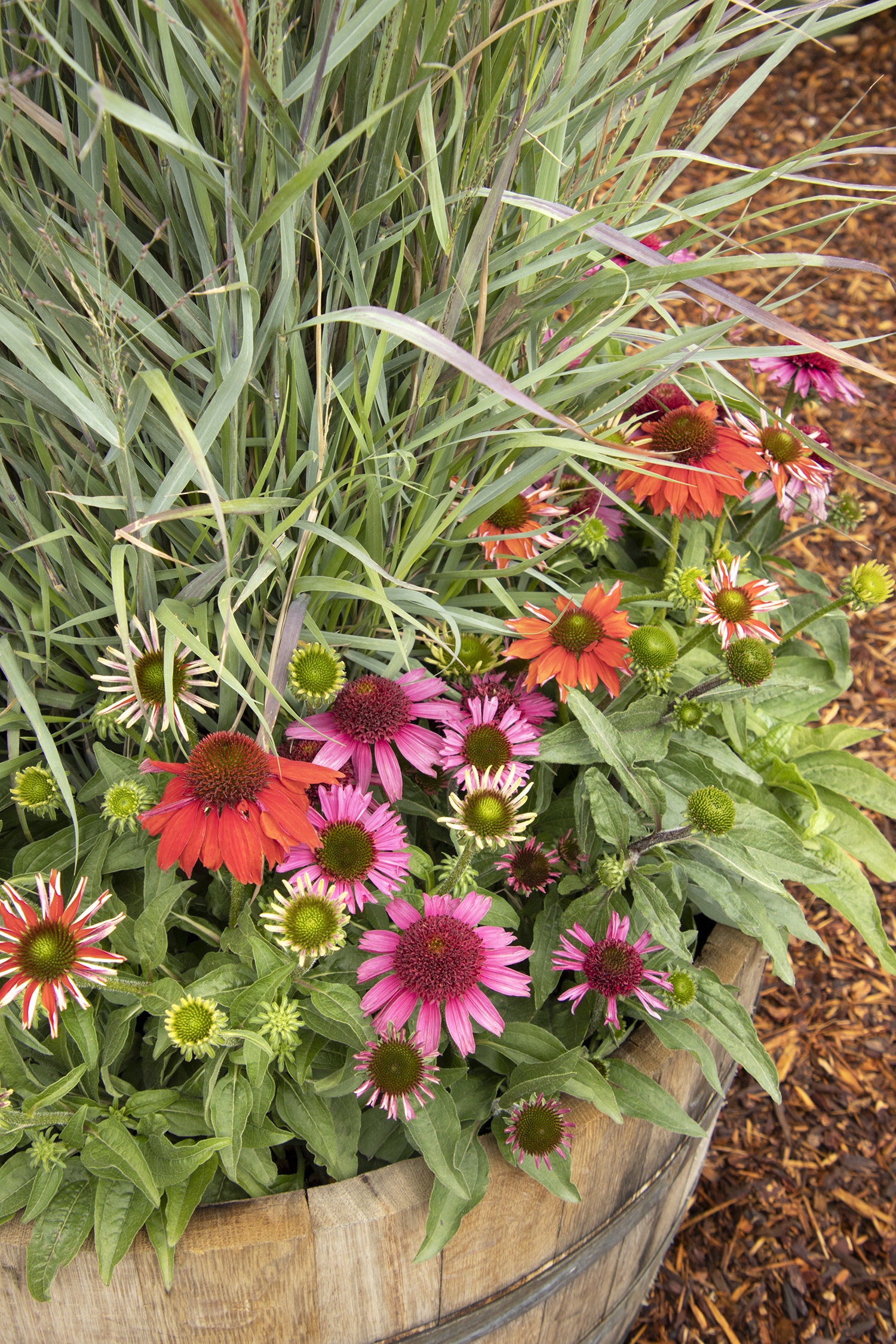 Evolution™ Colorific™ Coneflower, Monrovia Plant