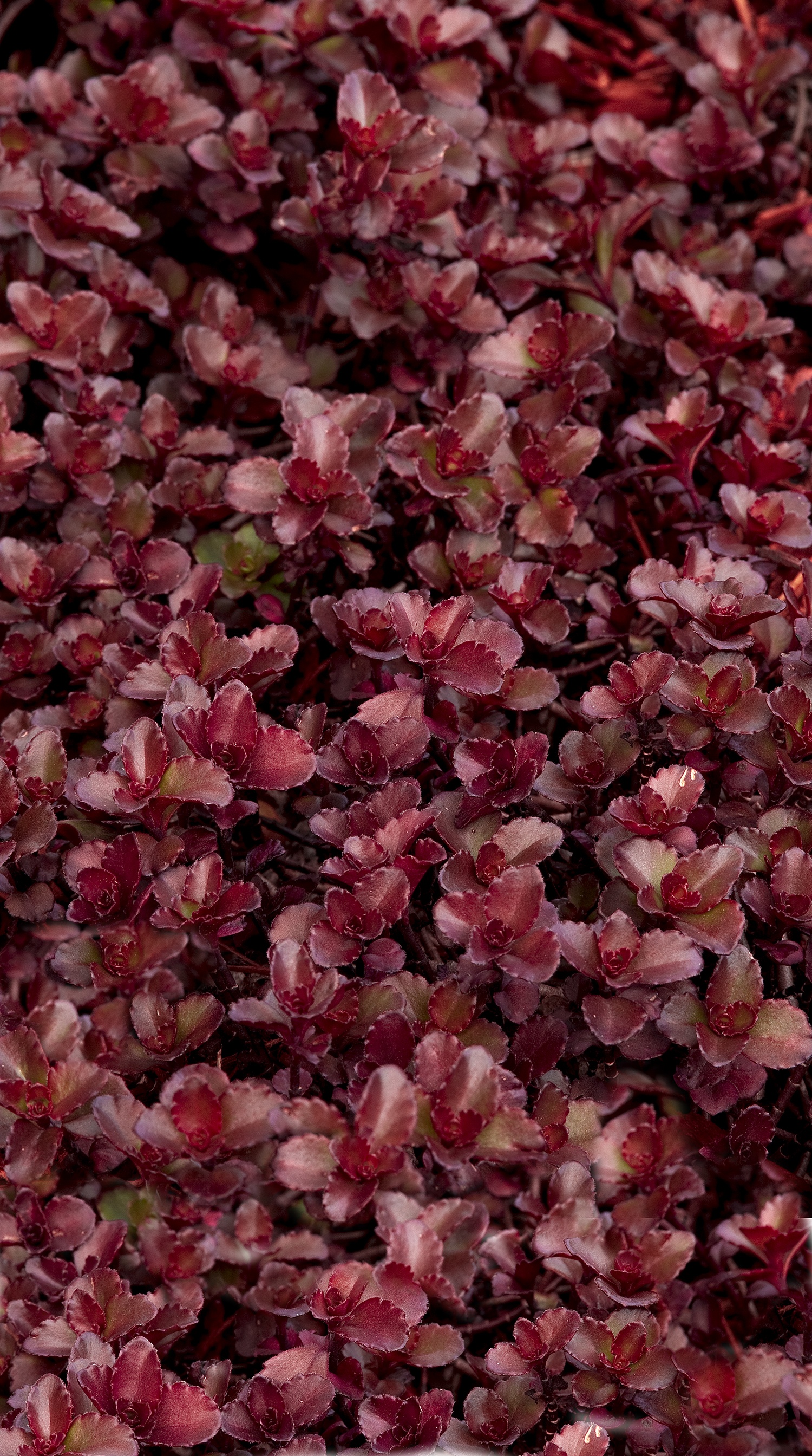 Voodoo Stonecrop, Sedum spurium 'Voodoo', Monrovia Plant