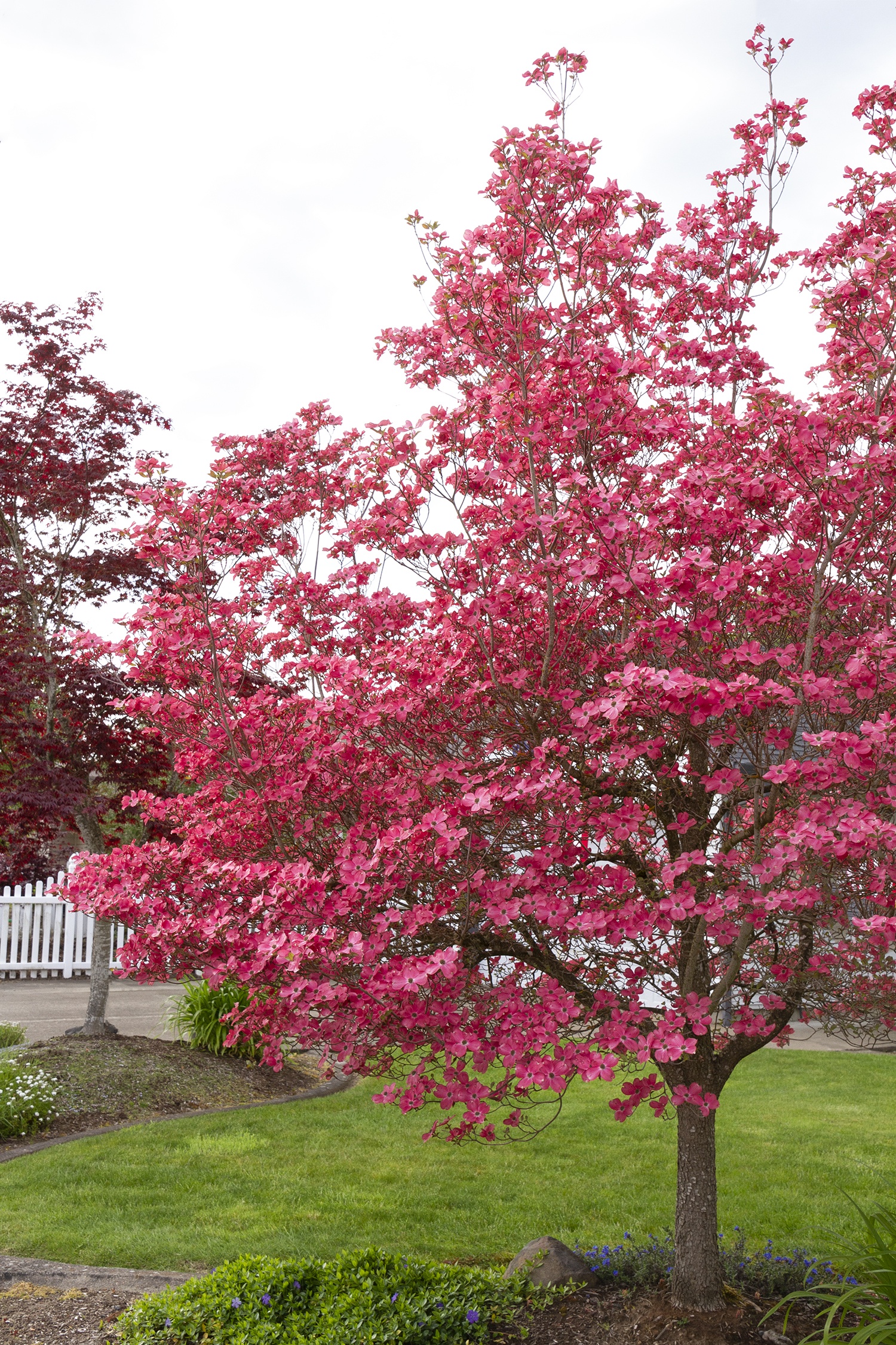 Cherokee Chief Flowering Dogwood, Cornus florida 'Cherokee Chief'