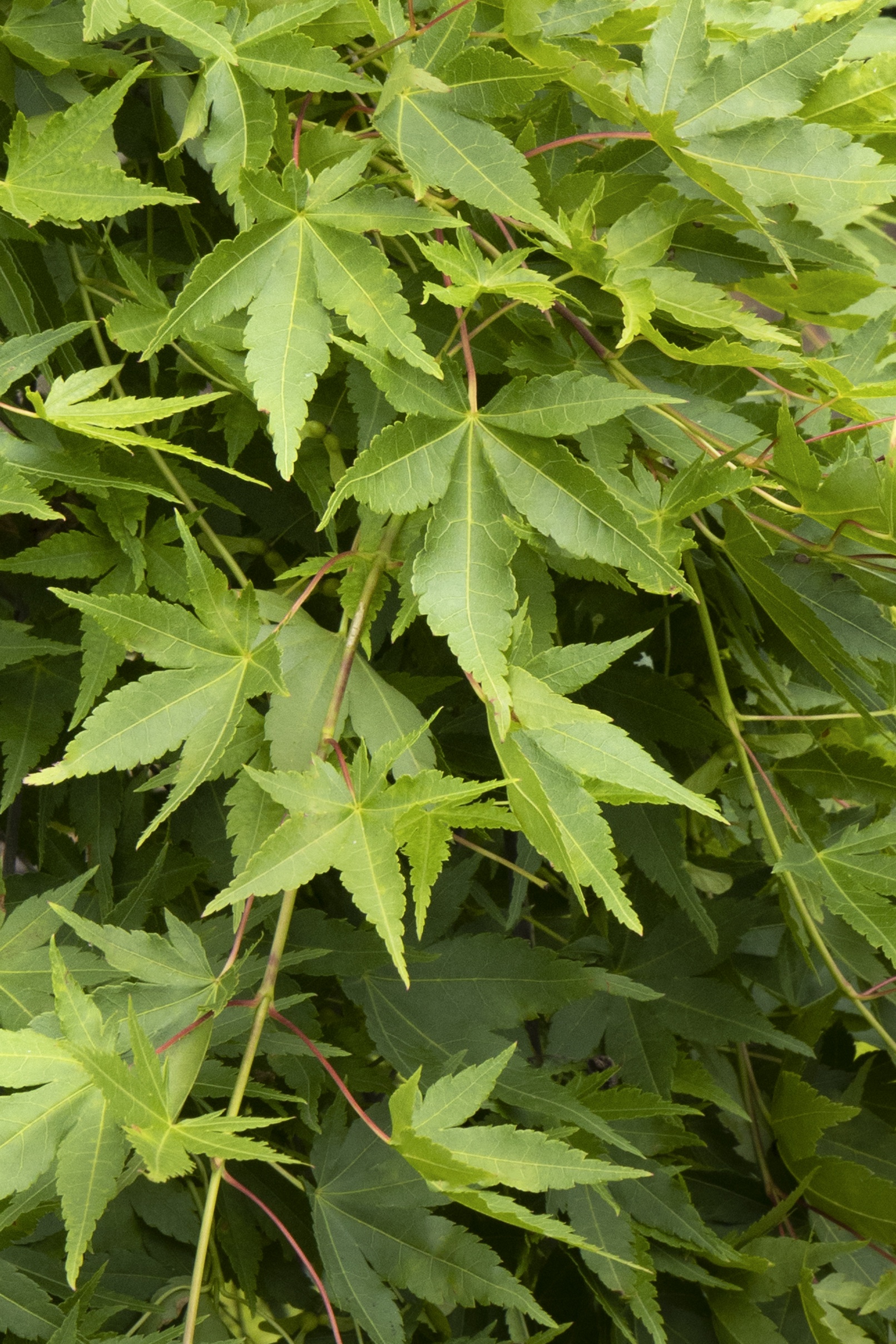 Ryusen Weeping Japanese Maple, Acer palmatum 'Ryusen' PP #18,501