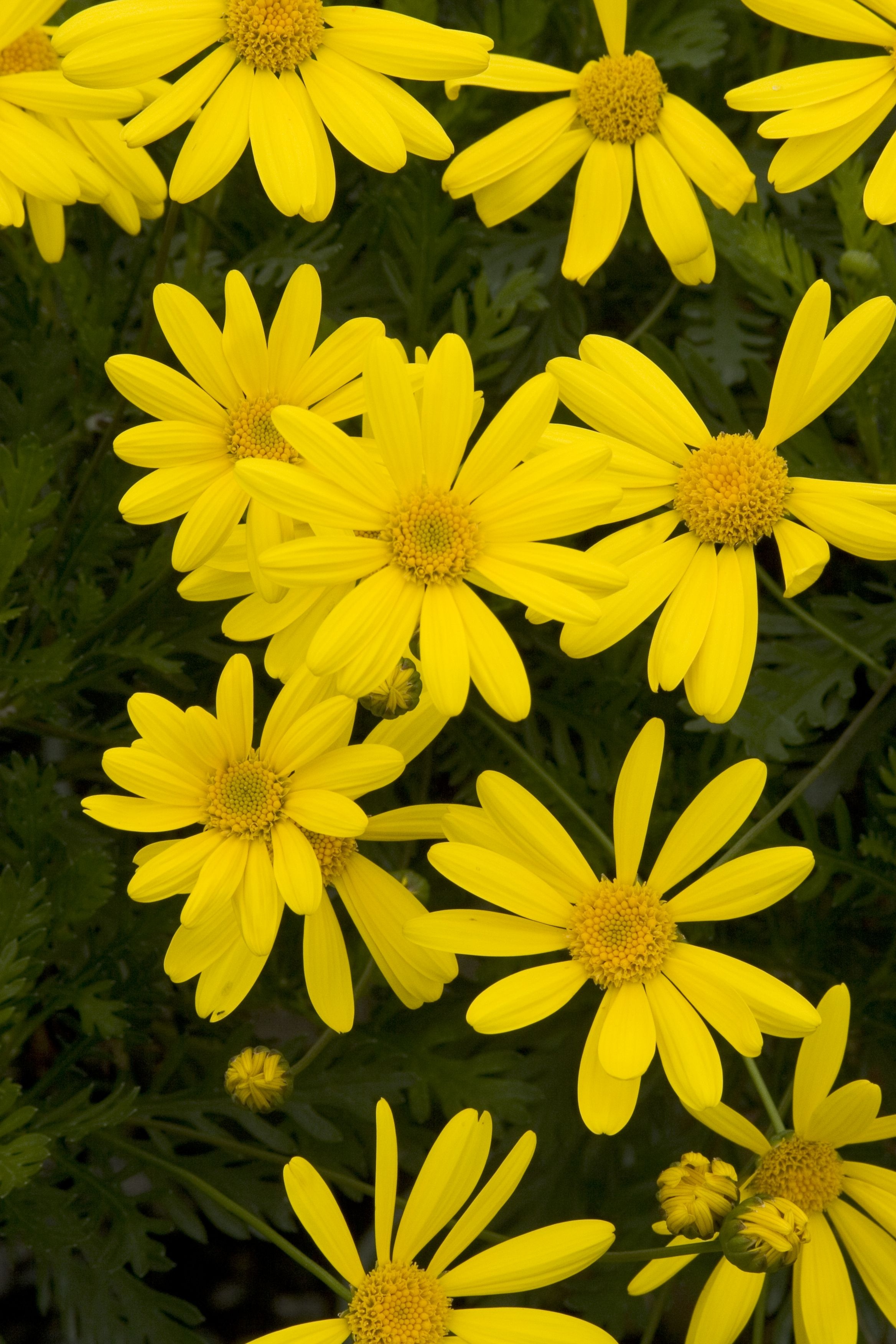 Green-Leaved Euryops, Euryops pectinatus 'Viridis', Monrovia Plant