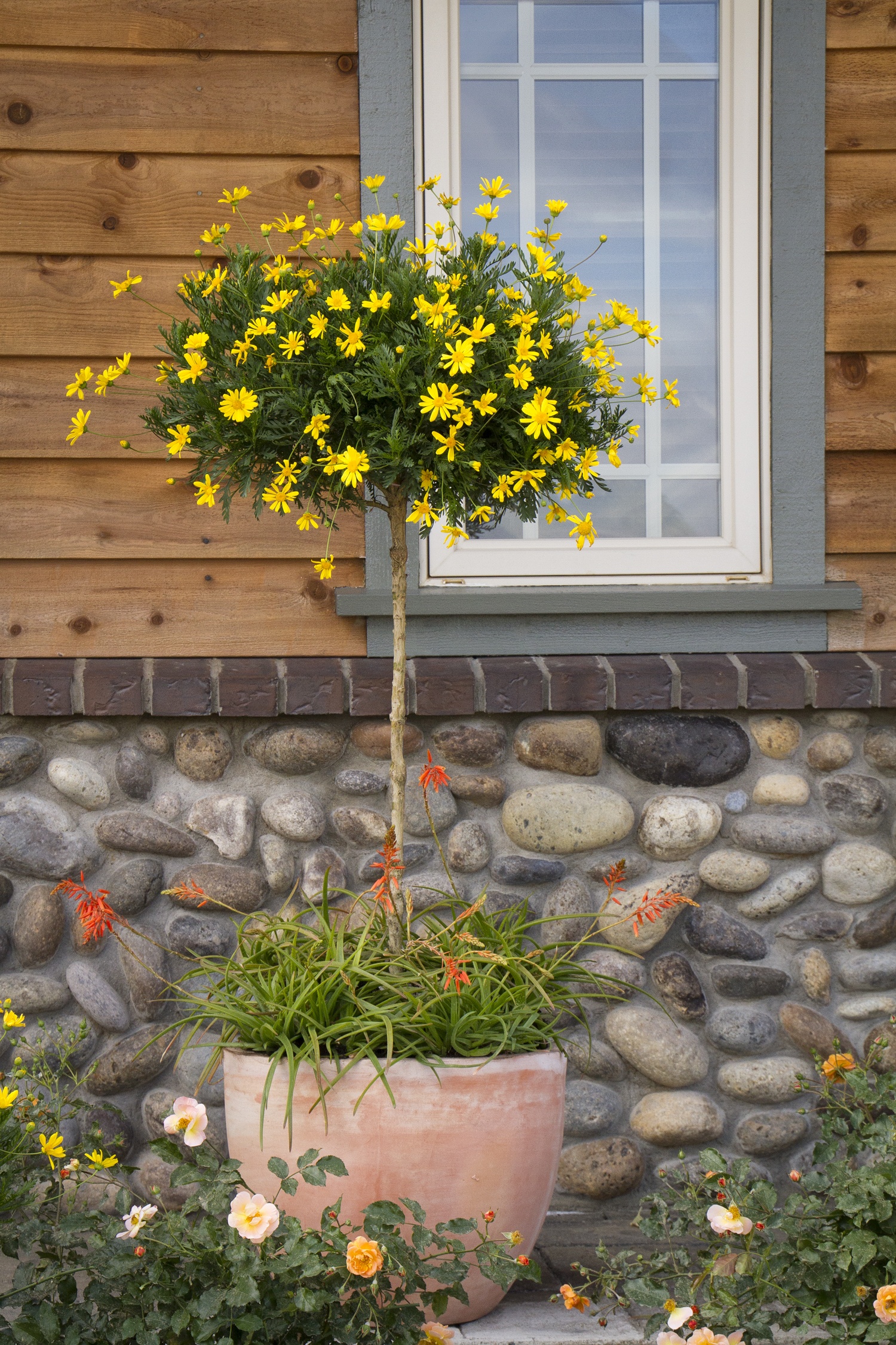 Green-Leaved Euryops, Euryops pectinatus 'Viridis', Monrovia Plant