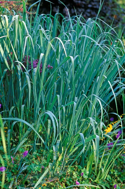Dallas Blues Switch Grass, Panicum virgatum 'Dallas Blues', Monrovia Plant