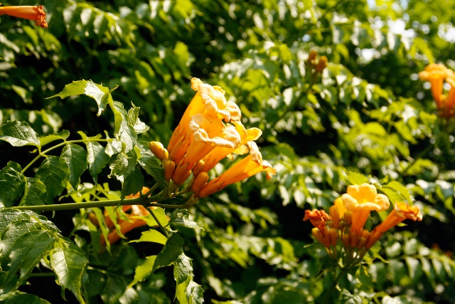 Yellow Trumpet Vine, Campsis radicans 'Flava', Monrovia Plant