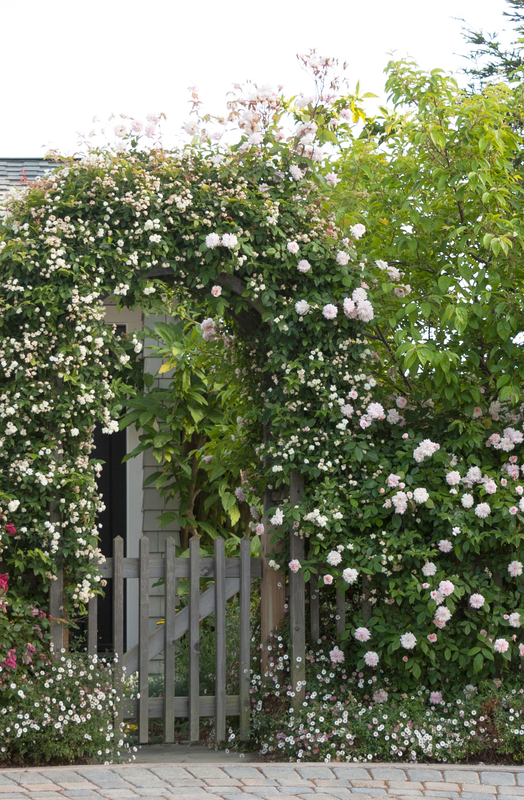 Cecile Brunner Climbing Rose, Rosa 'Cecile Brunner' (Climbing Type)