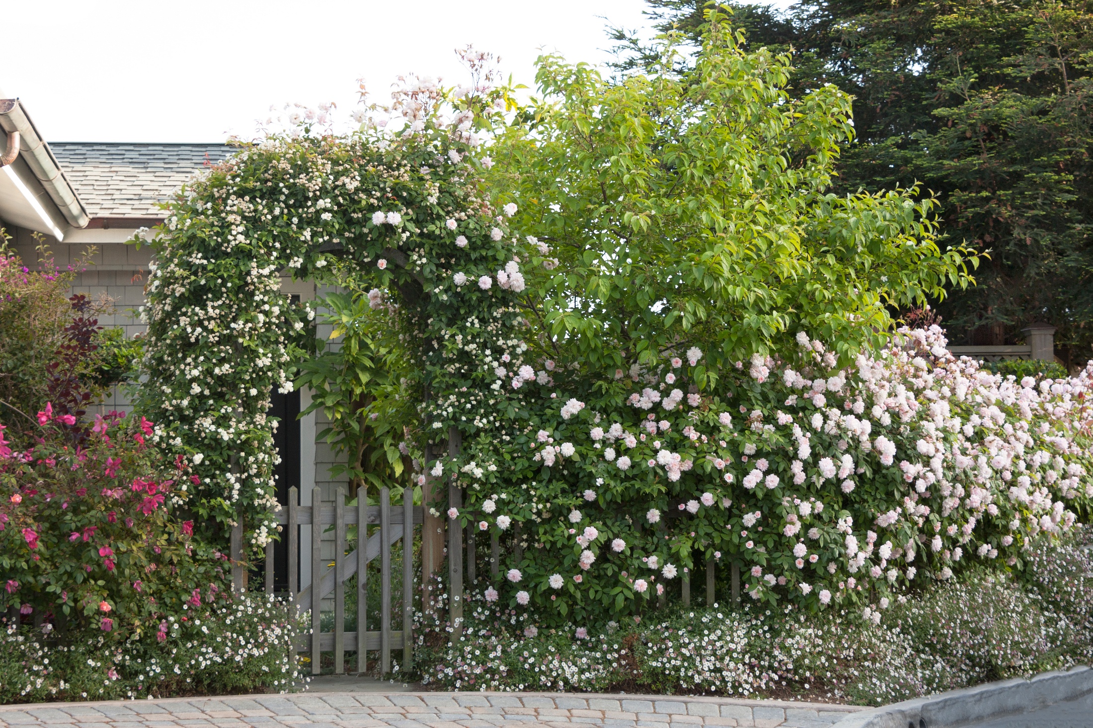 Cecile Brunner Climbing Rose, Rosa 'Cecile Brunner' (Climbing Type)