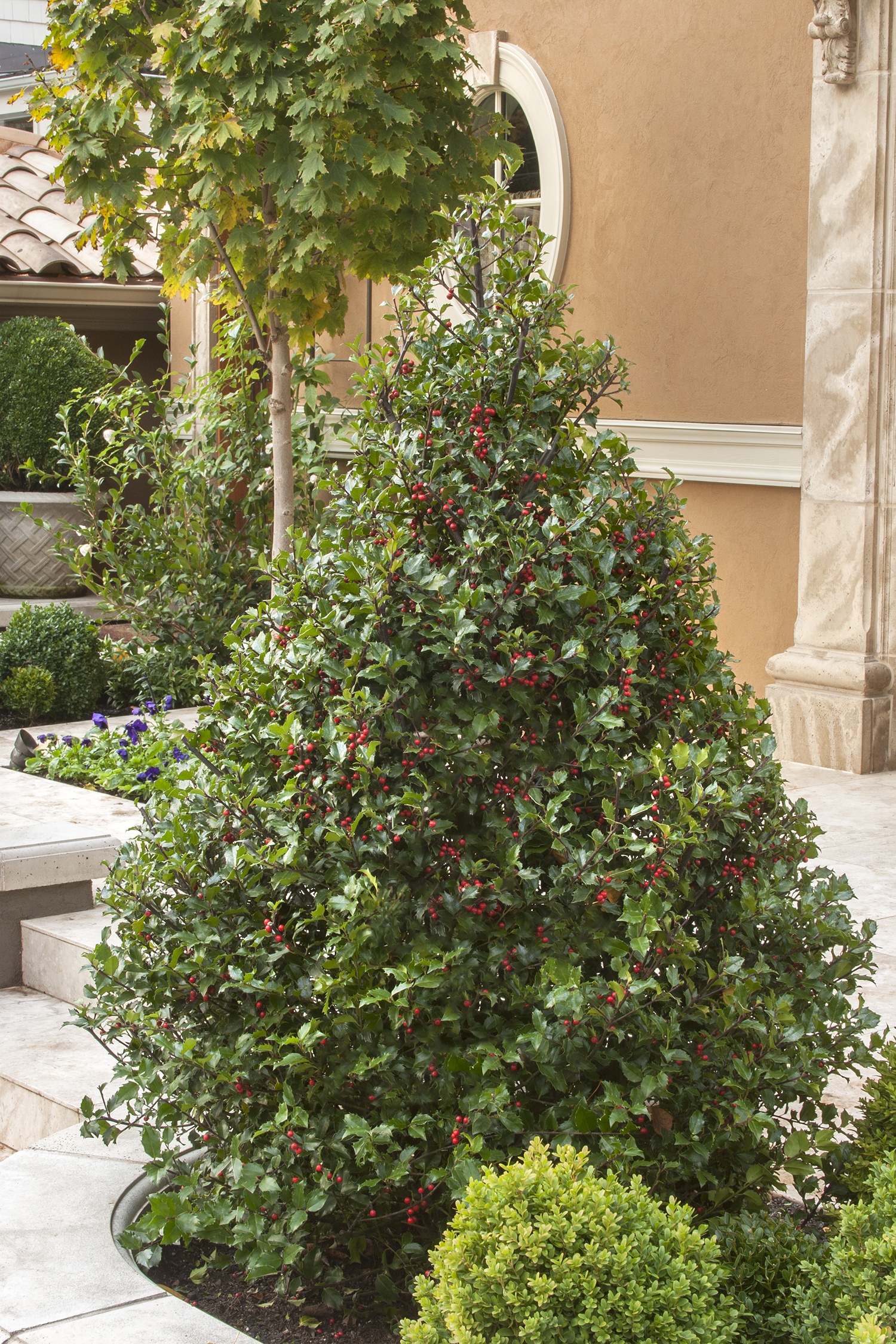 Berri-Magic® Kids Holly Combination, Monrovia Plant