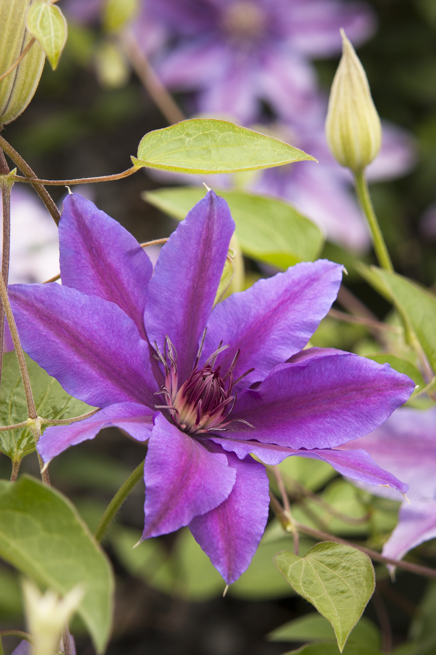 Vancouver™ Starry Nights Clematis, Clematis 'Starry Nights'