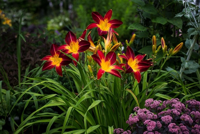 Ruby Spider Daylily, Hemerocallis x 'Ruby Spider', Monrovia Plant
