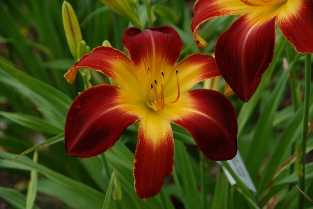 Ruby Spider Daylily, Hemerocallis x 'Ruby Spider', Monrovia Plant