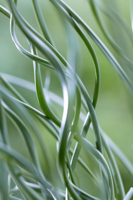 Big Twister Rush, Juncus effusus 'Big Twister', Monrovia Plant