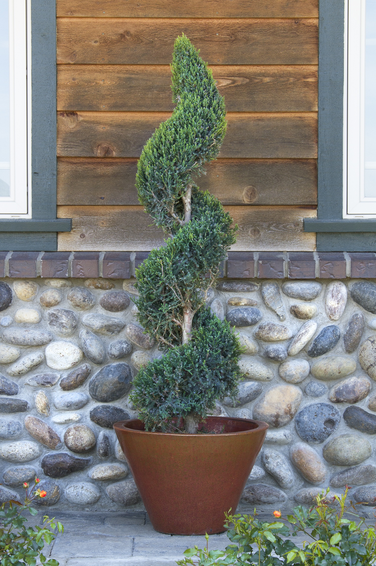Green Columnar Juniper, Juniperus chinensis 'Hetzii Columnaris'