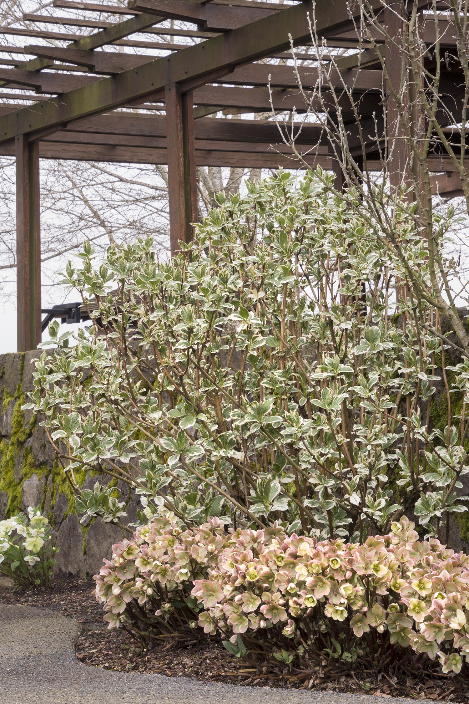 Ivory Prince Hellebore, Helleborus x 'Walhelivor', Monrovia Plant