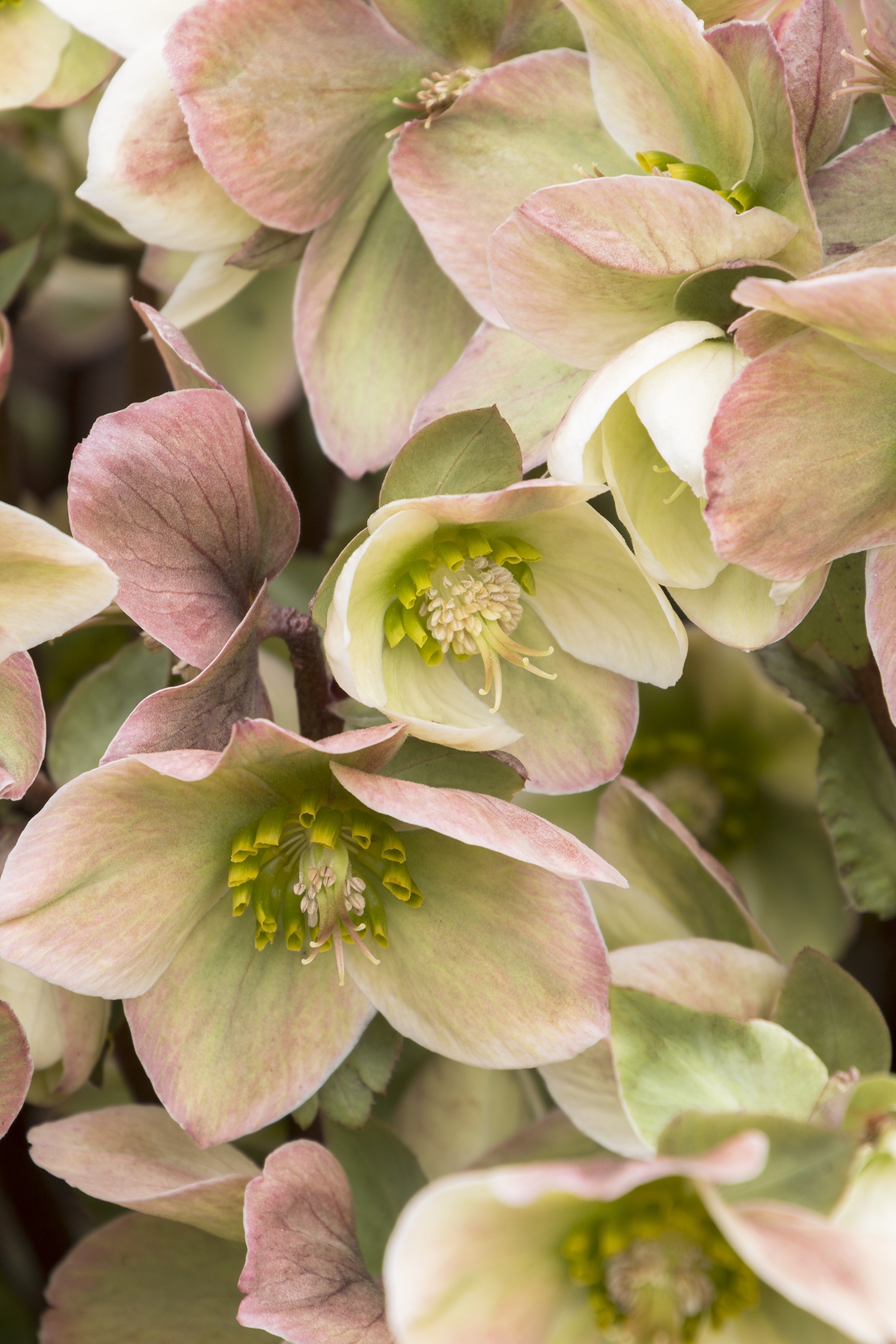 Ivory Prince Hellebore, Helleborus x 'Walhelivor', Monrovia Plant