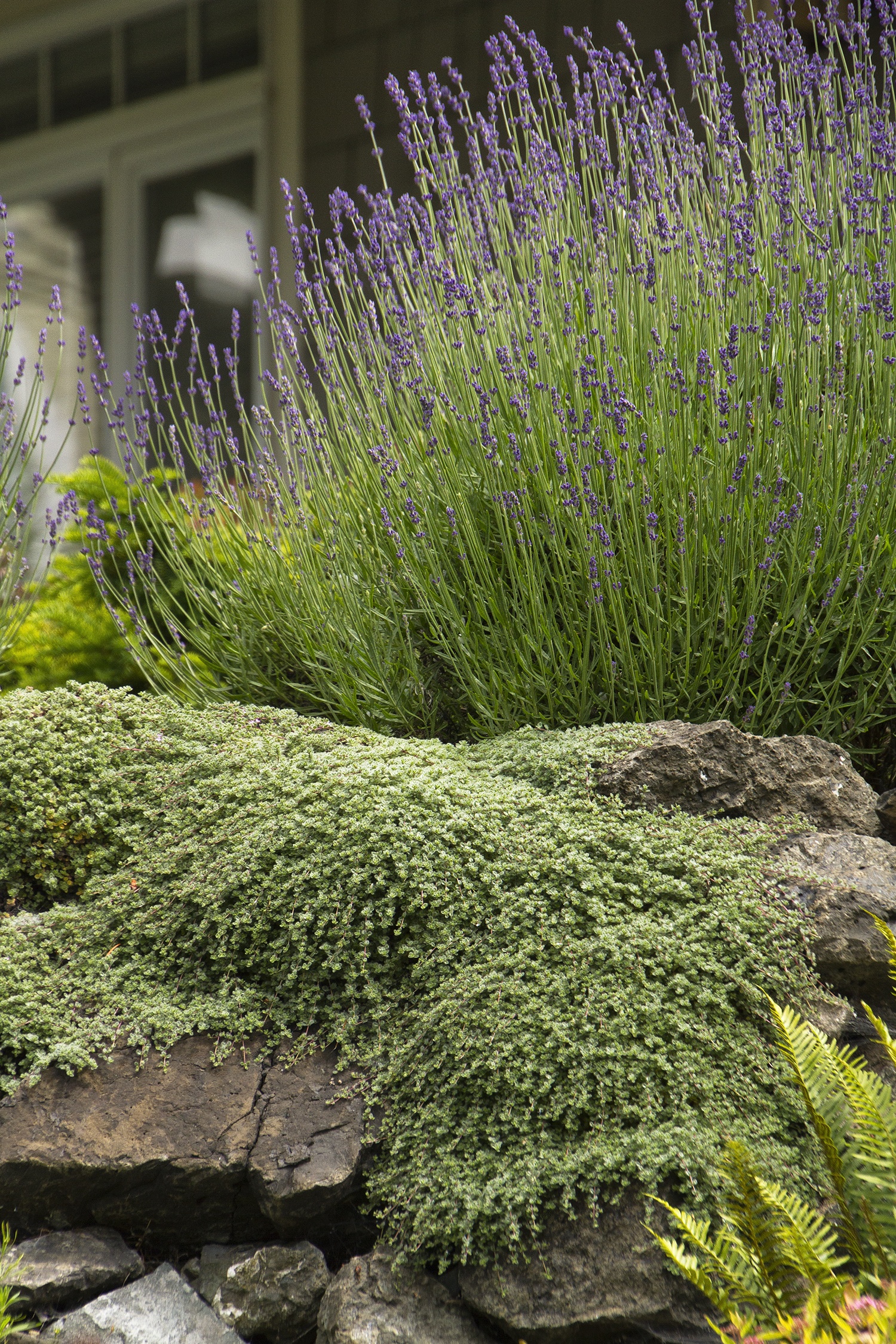 Woolly Thyme, Thymus pseudolanuginosus, Monrovia Plant