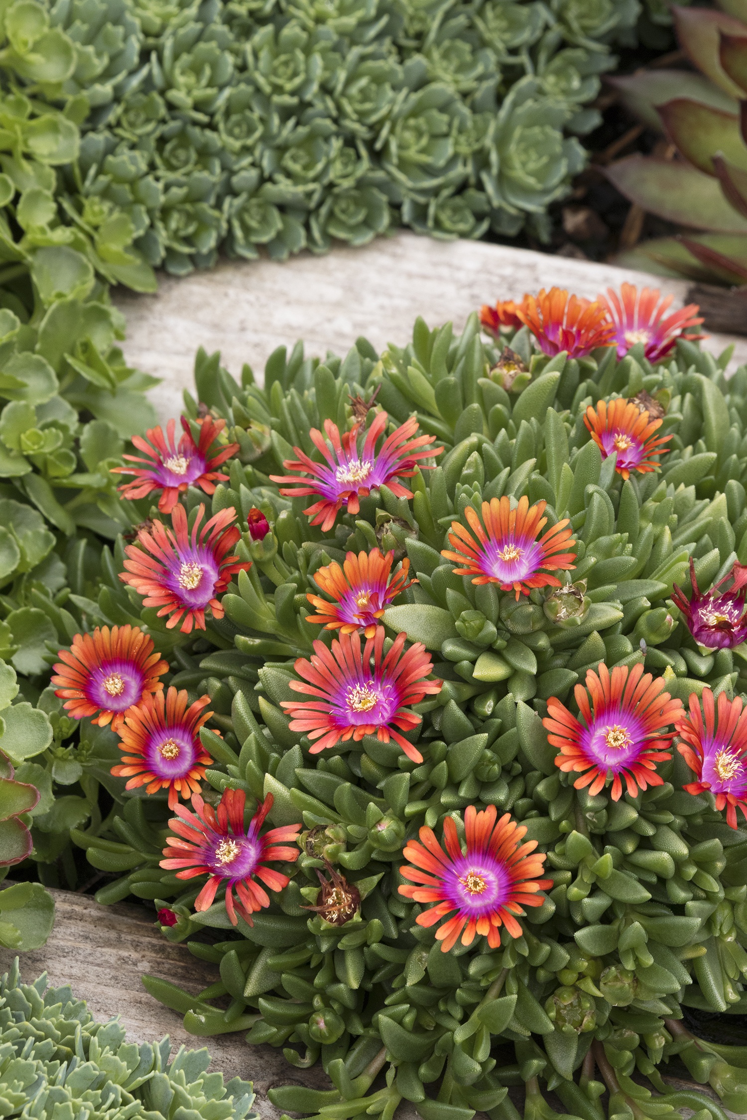 Fire Spinner® Ice Plant, Delosperma 'P001S', Monrovia Plant