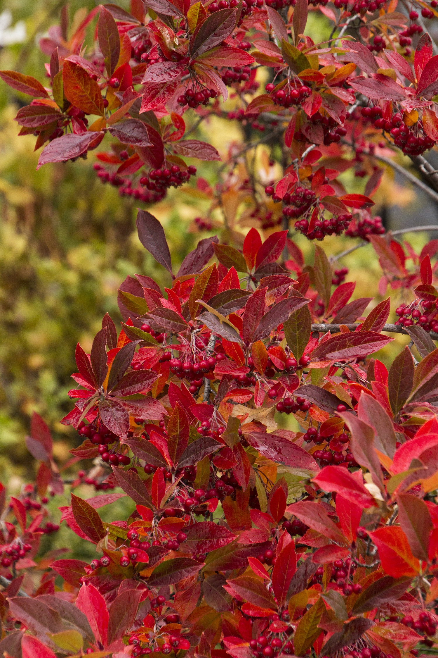 Brilliant Red Chokeberry, Aronia arbutifolia 'Brilliantissima'