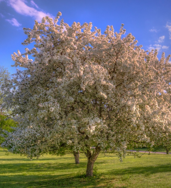 Snowdrift Flowering Crabapple, Malus x 'Snowdrift', Monrovia Plant