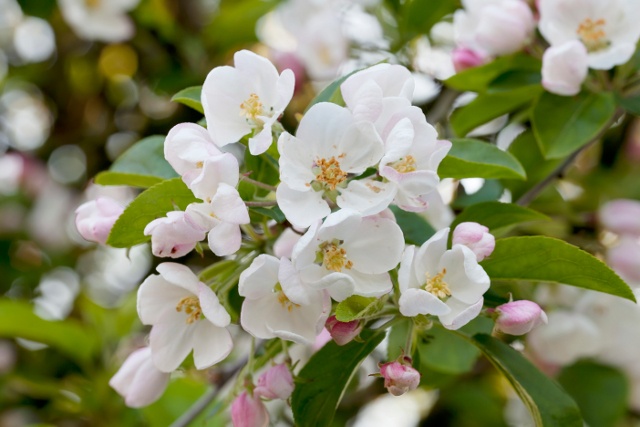Snowdrift Flowering Crabapple, Malus x 'Snowdrift', Monrovia Plant
