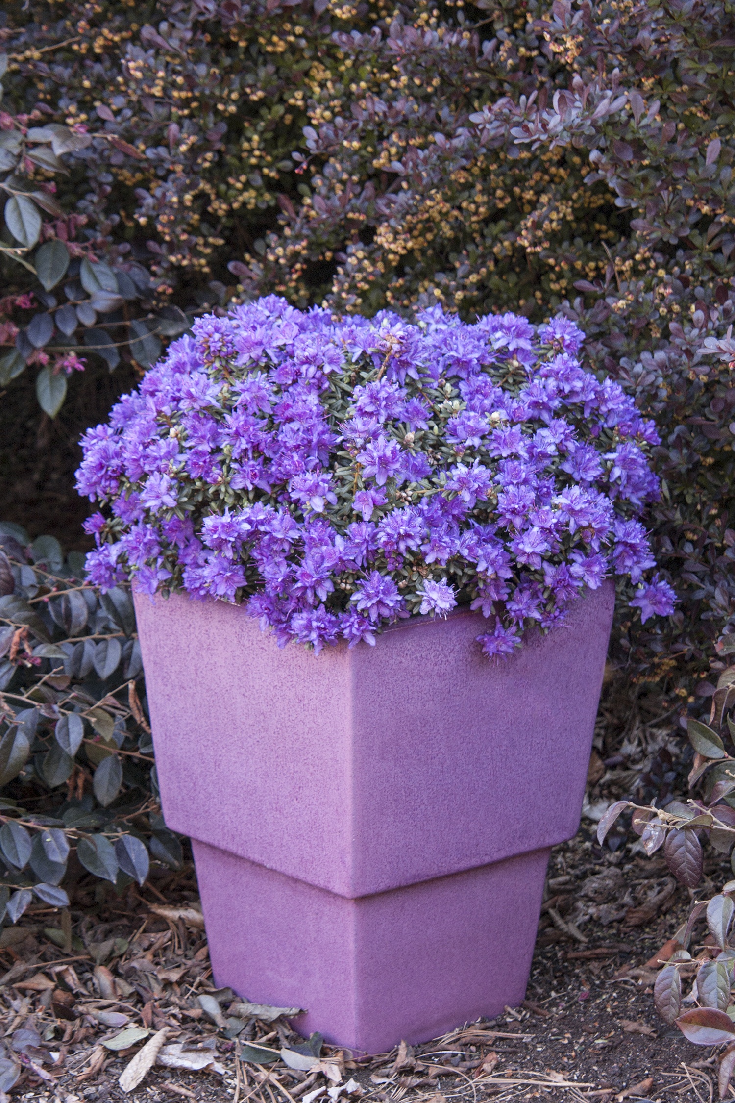 Dwarf Purple Rhododendron, Rhododendron impeditum (H-2), Monrovia Plant