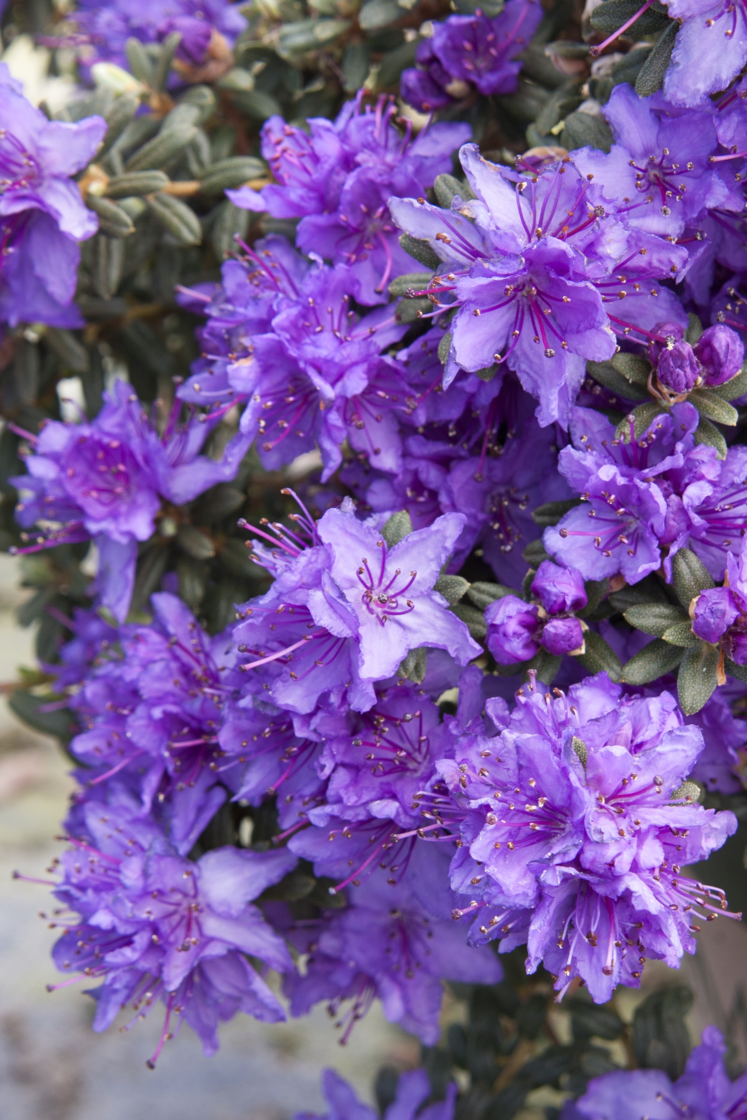 Dwarf Purple Rhododendron, Rhododendron impeditum (H-2), Monrovia Plant