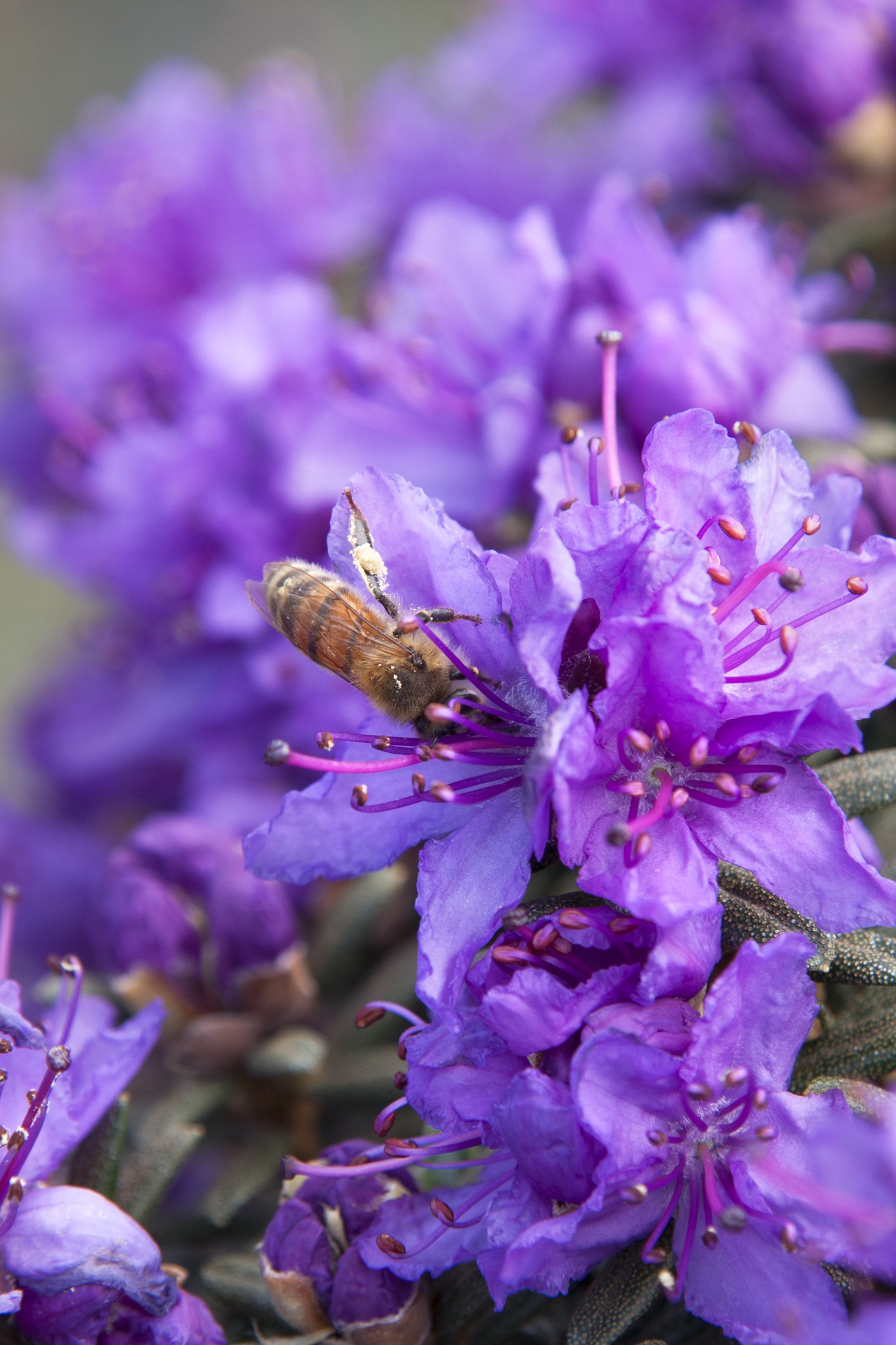 Dwarf Purple Rhododendron, Rhododendron impeditum (H-2), Monrovia Plant