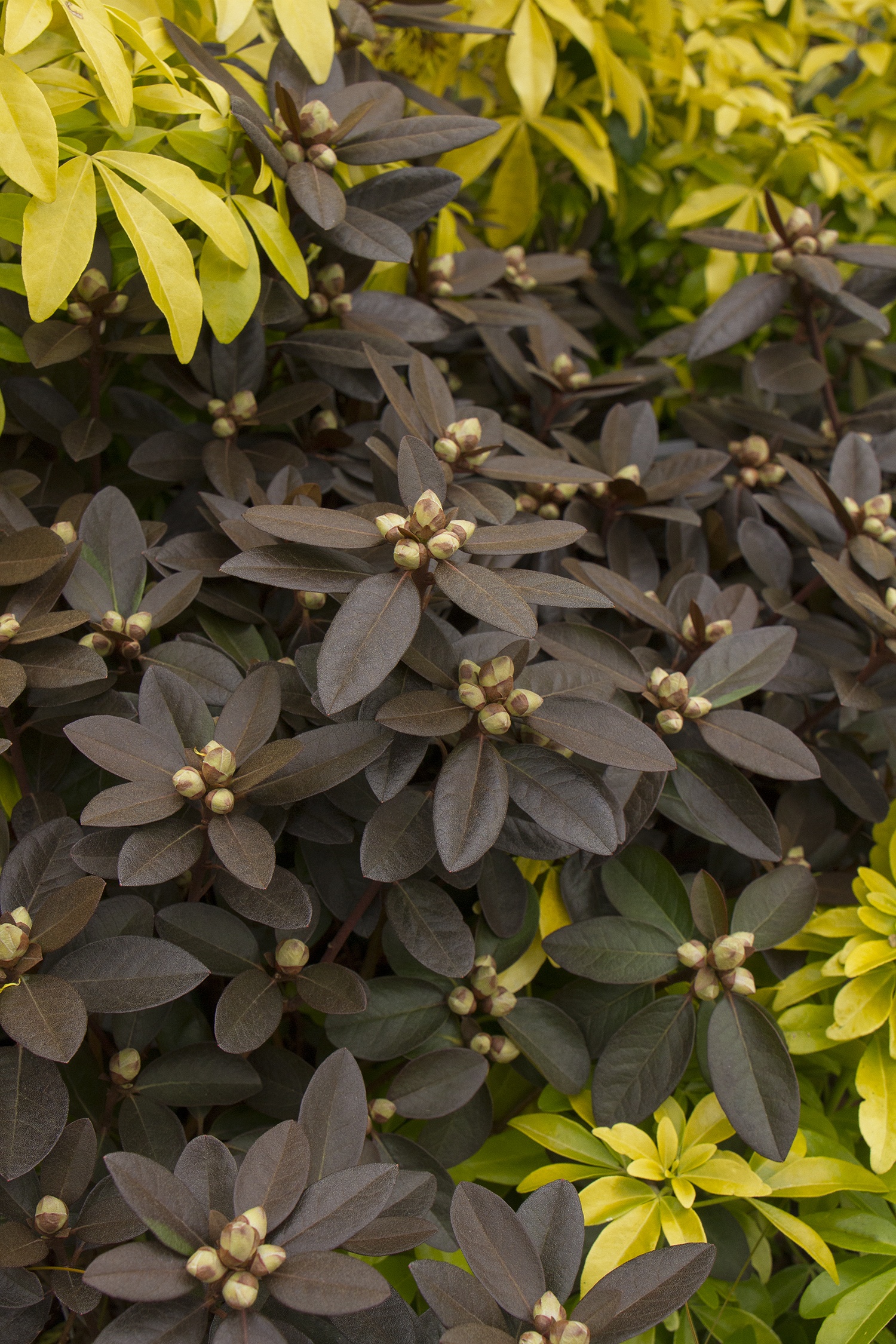 P.J.M. Elite Rhododendron, Rhododendron 'P.J.M. Elite' (H-1)