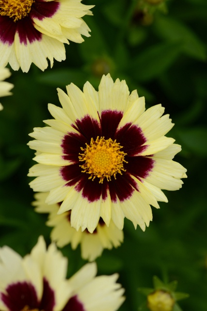 UpTick™ Cream & Red Coreopsis, Coreopsis x 'Balupteamed' PP #28,866