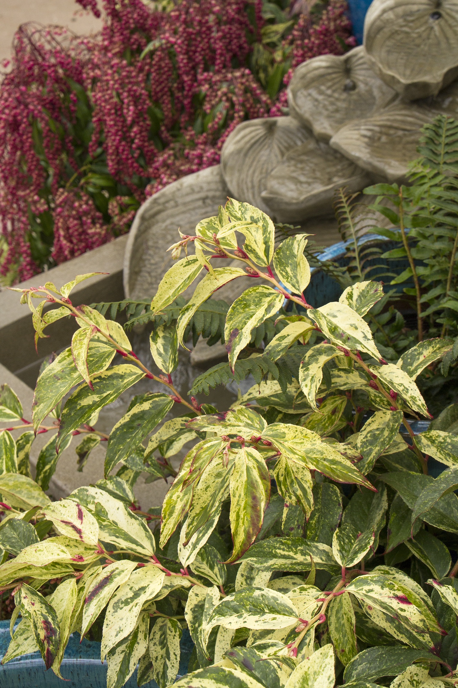 Rainbow Drooping Leucothoe, Leucothoe fontanesiana 'Rainbow'
