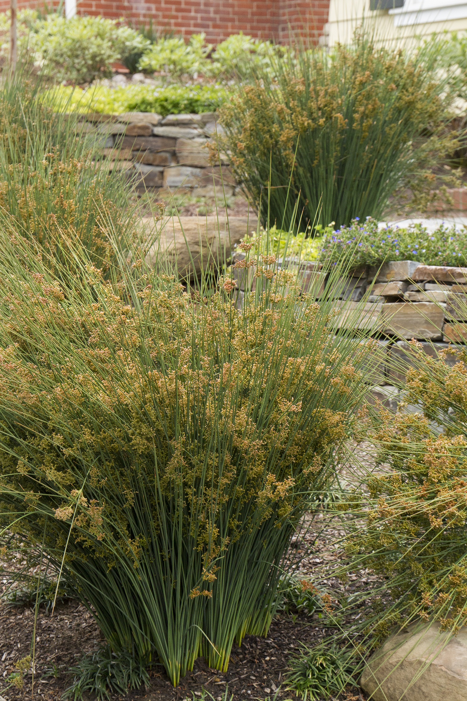 European Meadow Rush, Juncus inflexus, Monrovia Plant